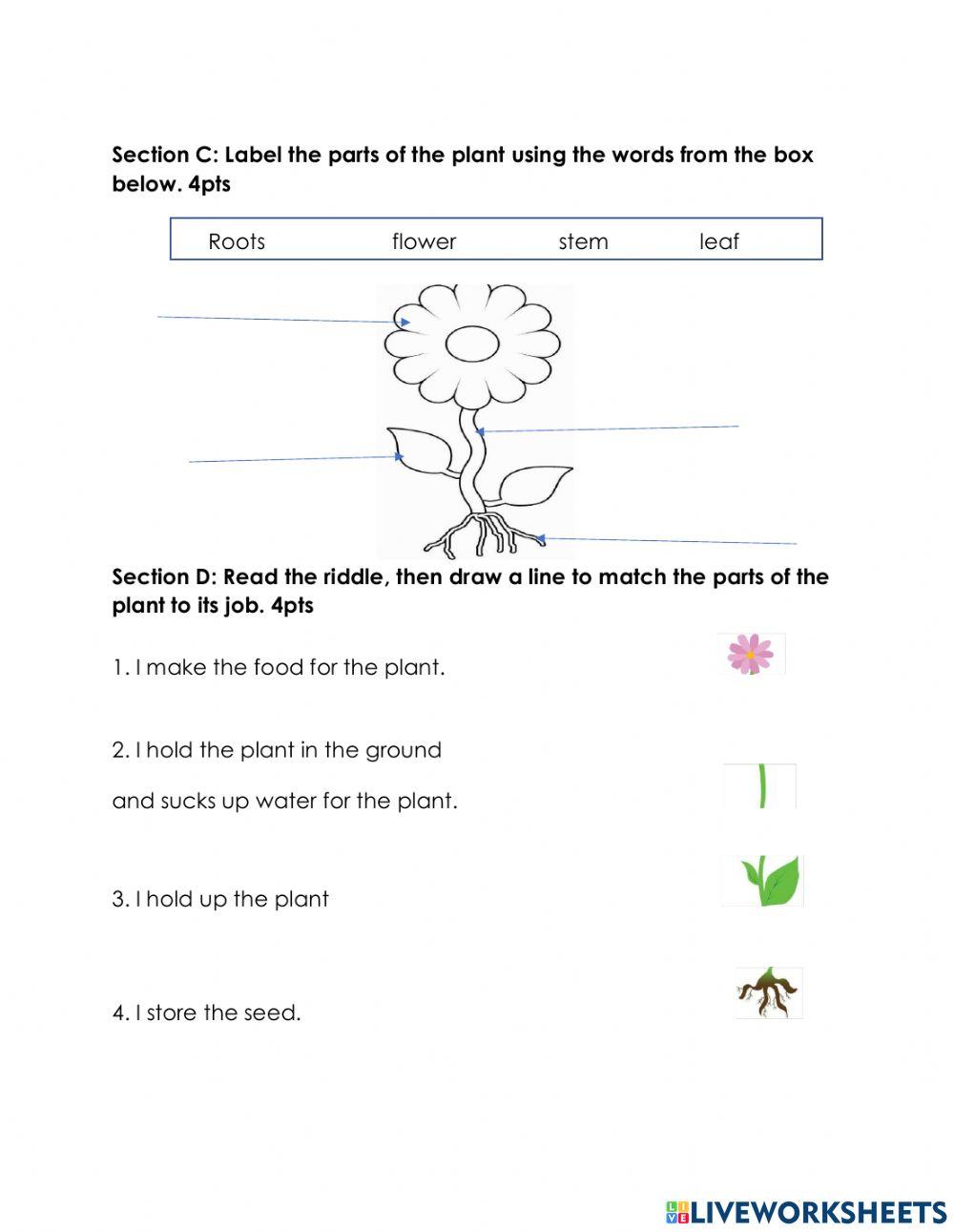 Parts of a Plant online exercise for 2 | Live Worksheets