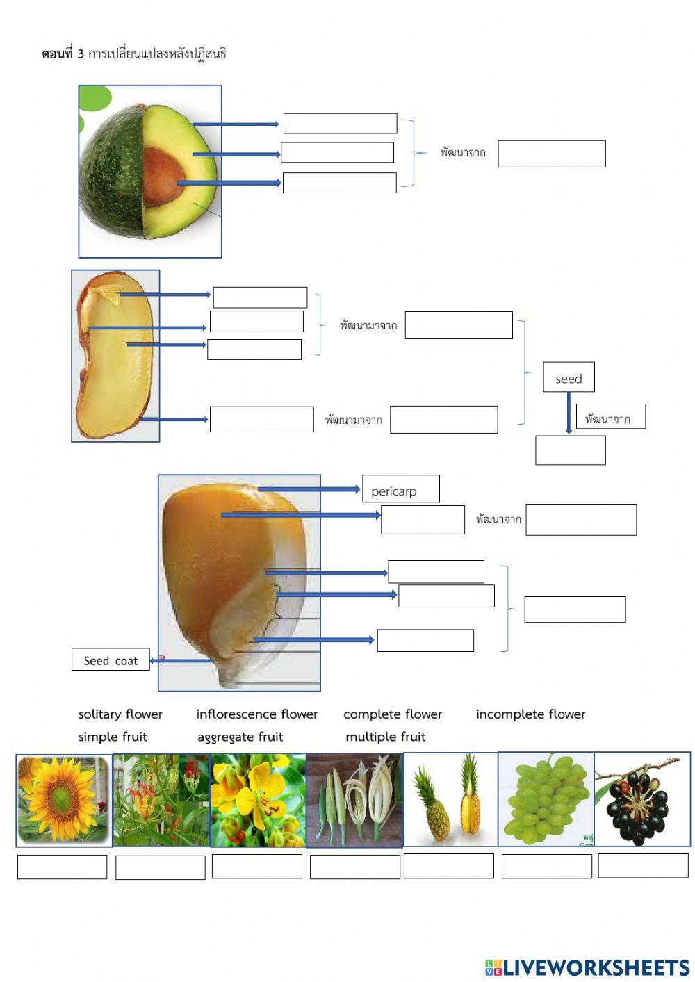 แบบทดสอบ เรื่อง การสืบพันธุ์ของพืชดอก online exercise for | Live Worksheets