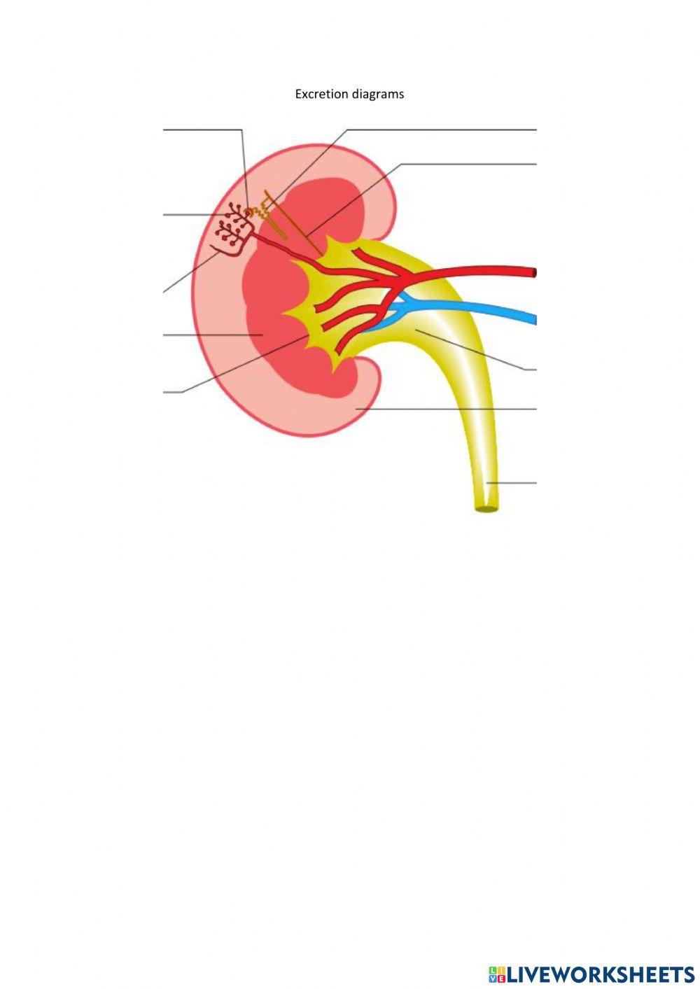 Excretion worksheet online exercise for | Live Worksheets