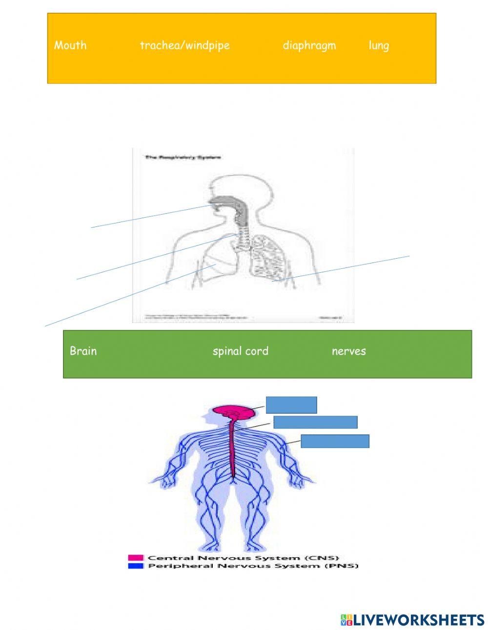Science Diagrams Review online exercise for | Live Worksheets