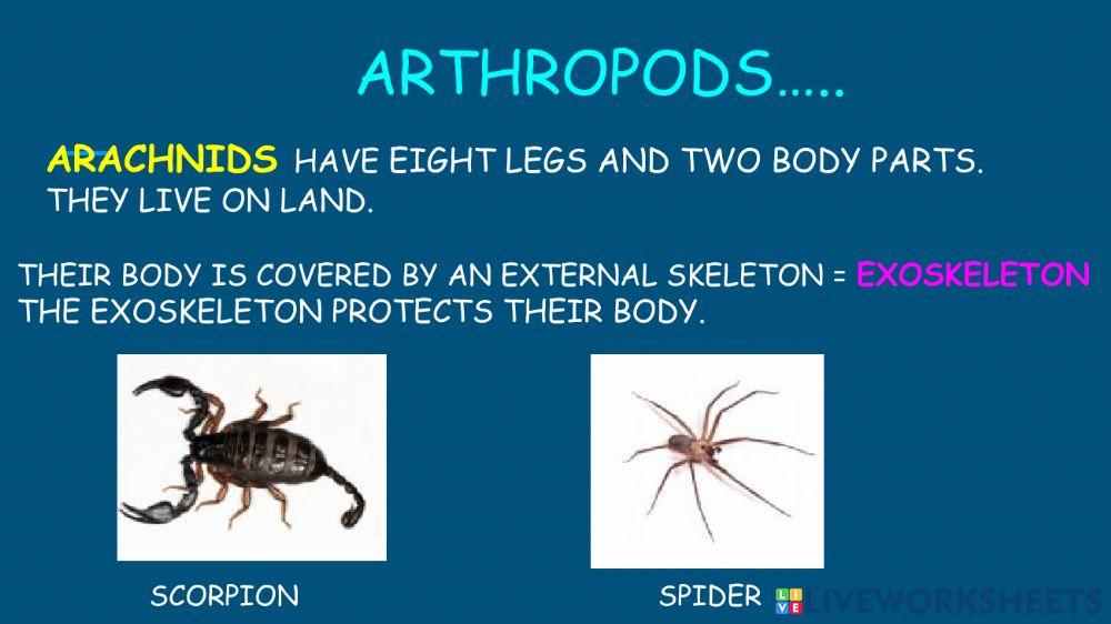 Arthropods Online Exercise For Live Worksheets
