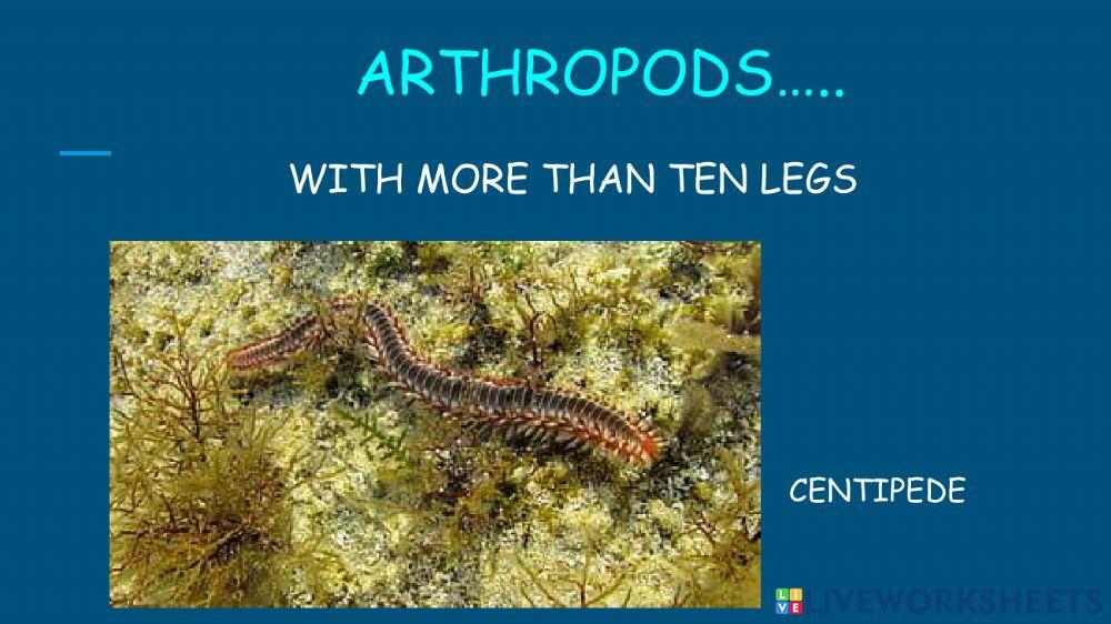 ARTHROPODS online exercise for | Live Worksheets