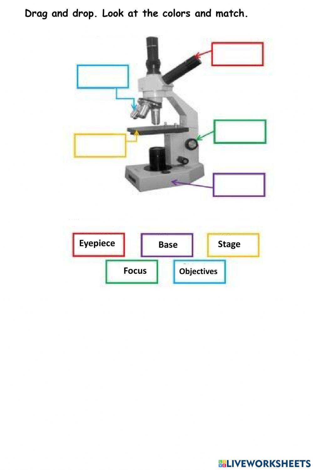Labeling Compound Light Microscope Worksheet Shelly Lighting