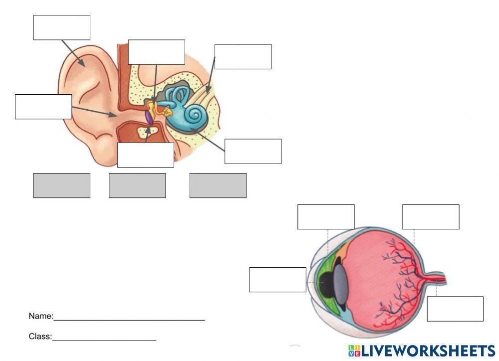 Partes Del Ojo Y El Oído Worksheet Live Worksheets