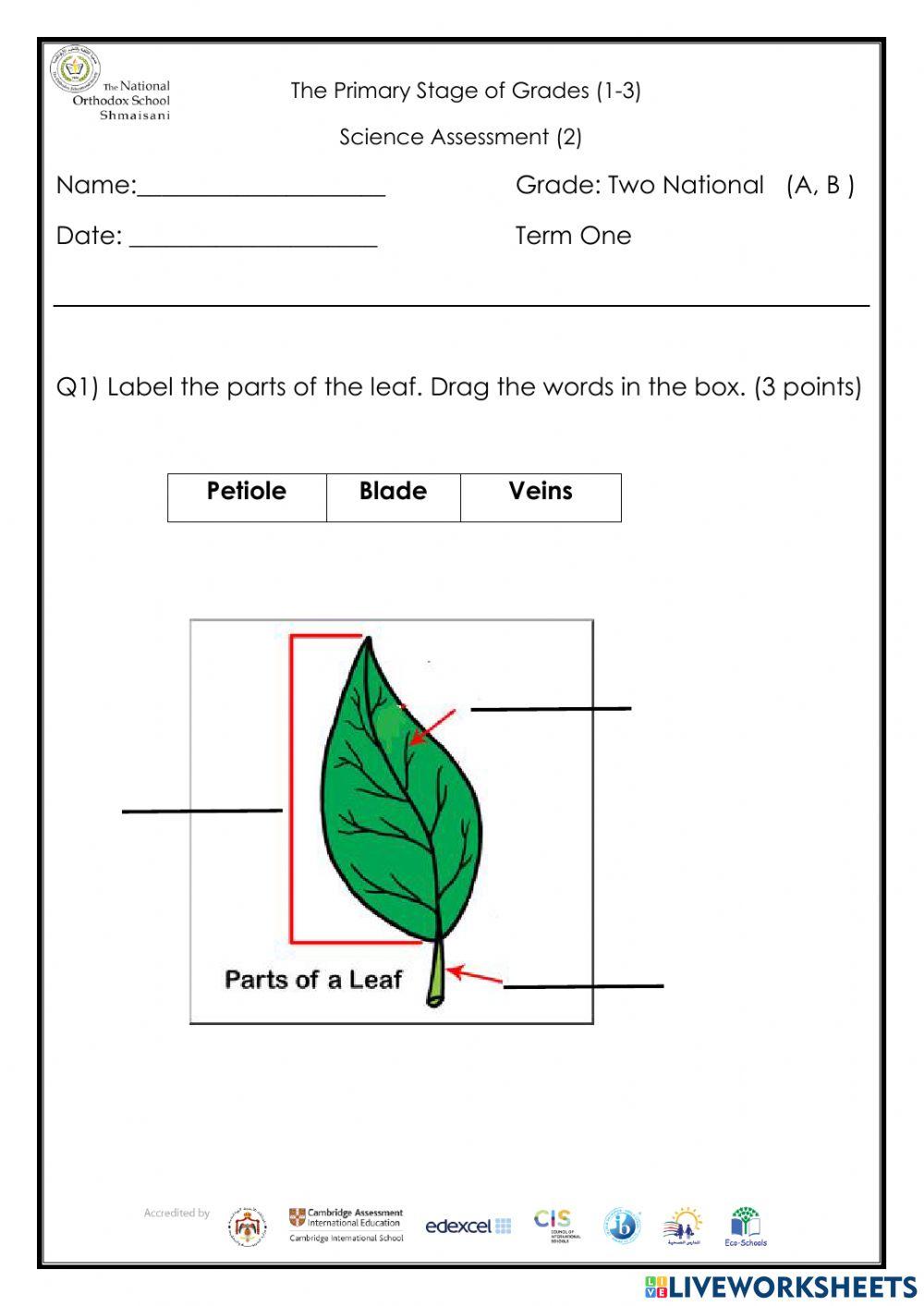 Pop Quiz online exercise for grade 2 | Live Worksheets