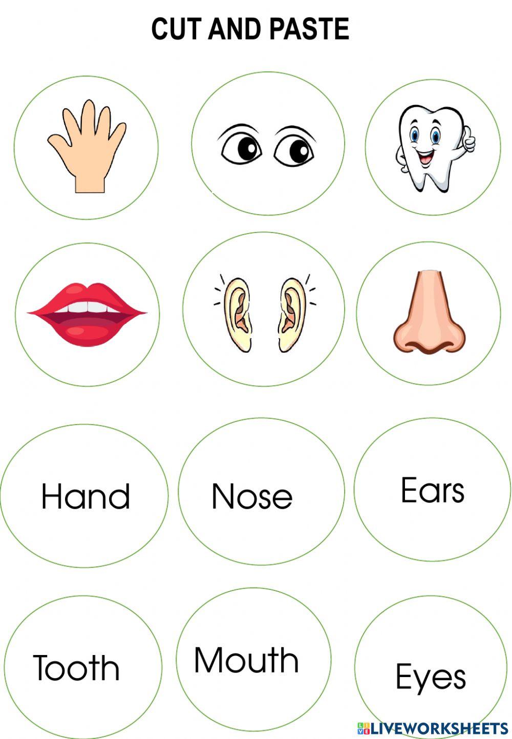 Body parts 1695771 | lydinh99 | Live Worksheets