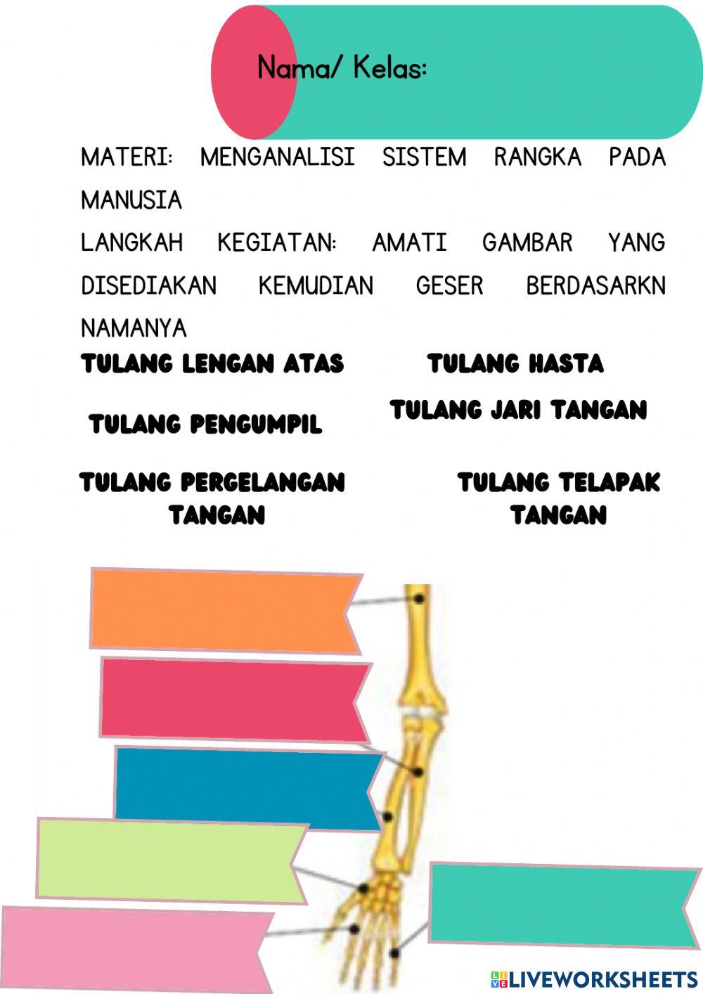 1695822 | Kelas 5 tulang tangan | dewi_kem16