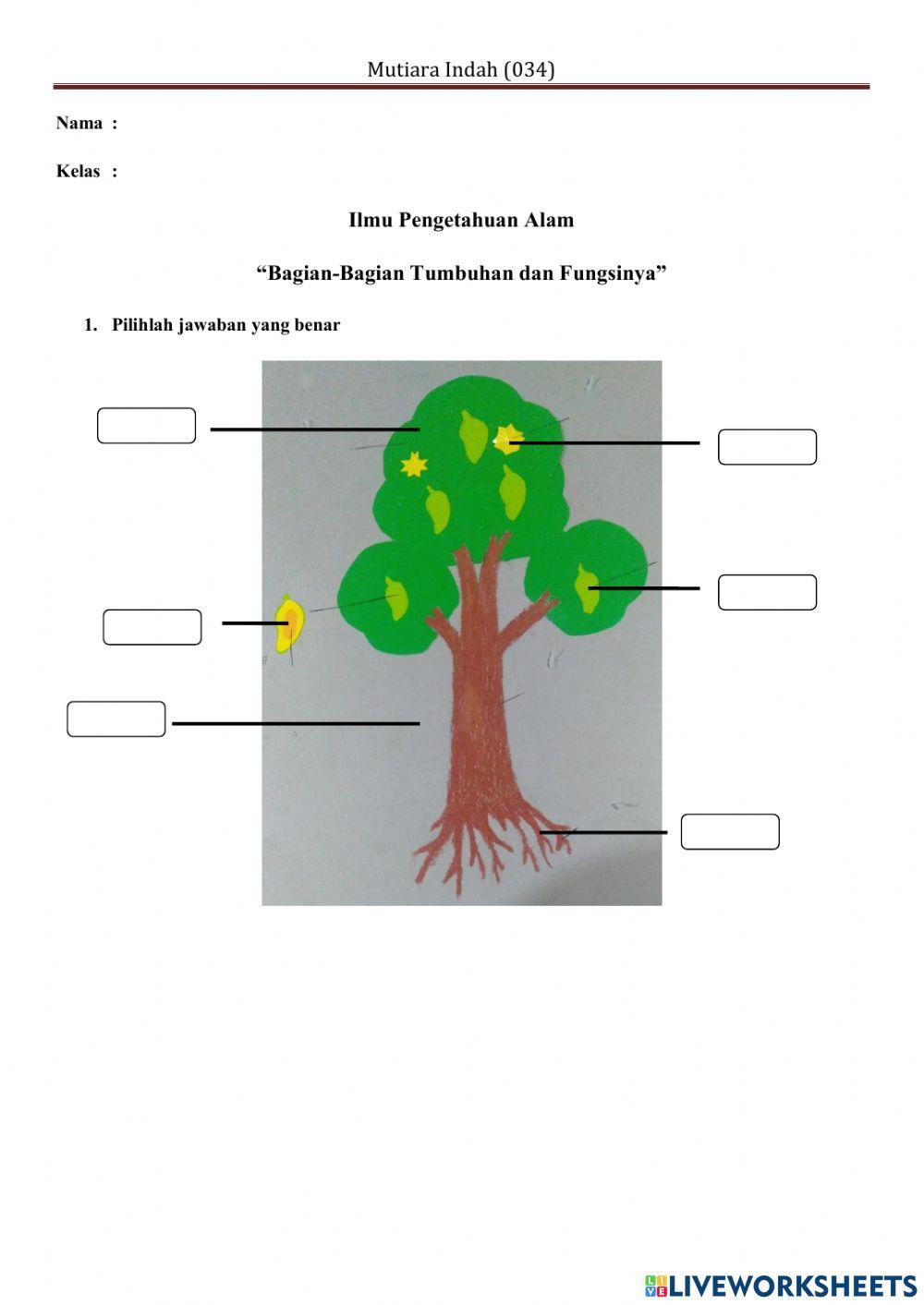 Bagian Bagian Tumbuhan Dan Fungsinya Worksheet Live W - vrogue.co