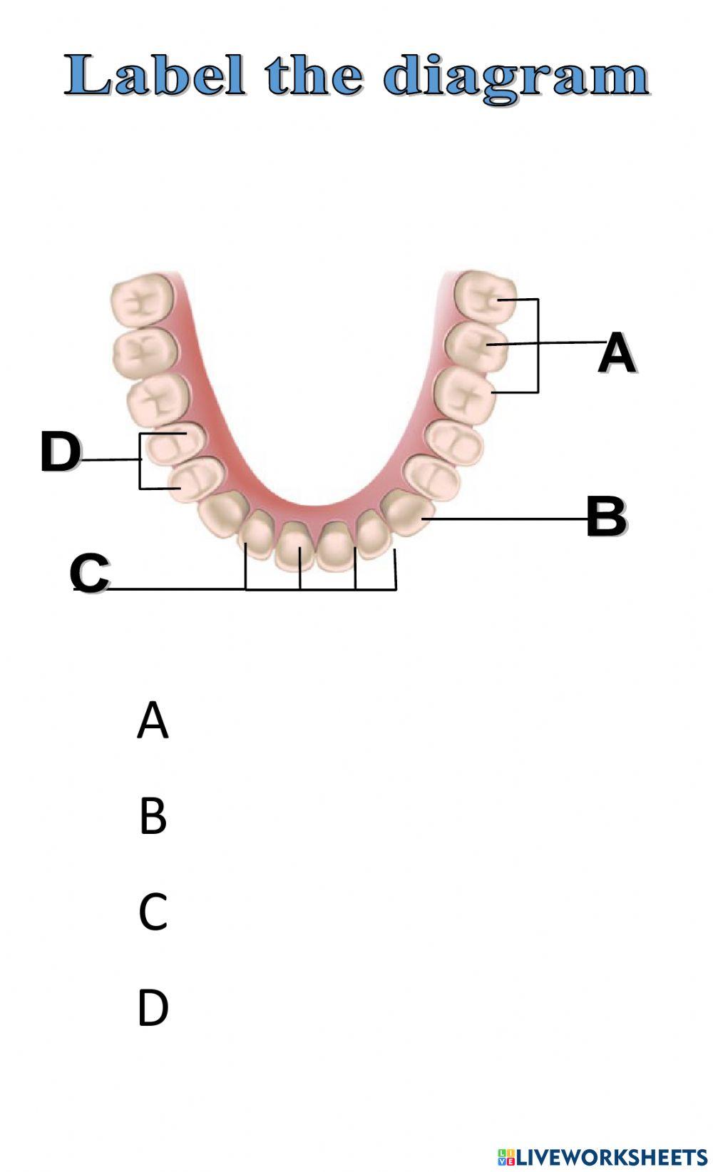 Lex Quiz 2 - Permanent Teeth online exercise for | Live Worksheets