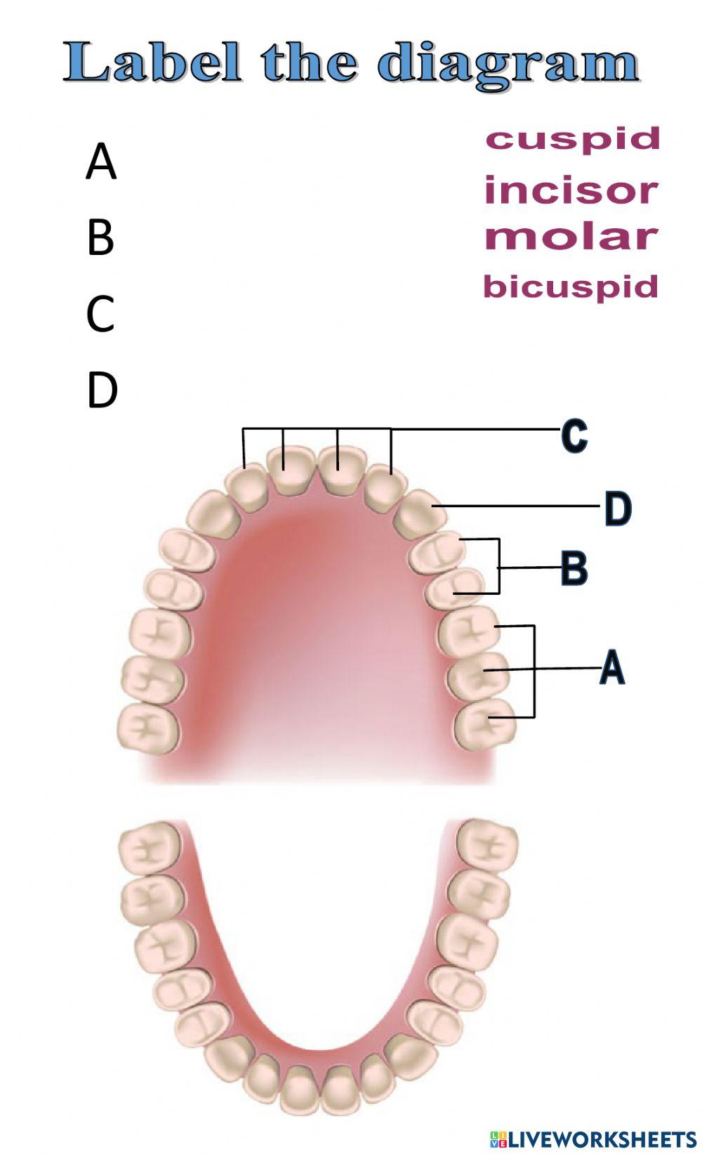 Lex Quiz 3 - Permanent Teeth online exercise for | Live Worksheets