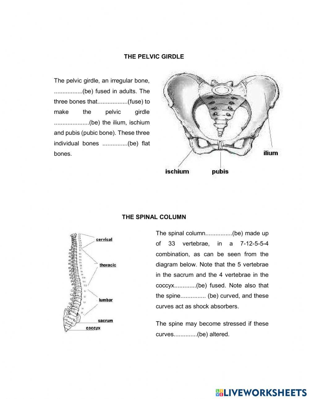 The skeleton free exercise | Live Worksheets