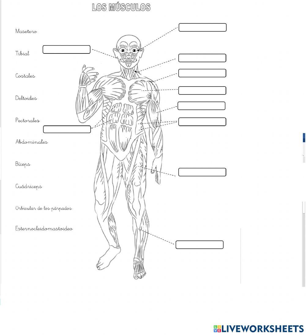 Músculos online exercise for 4 | Live Worksheets