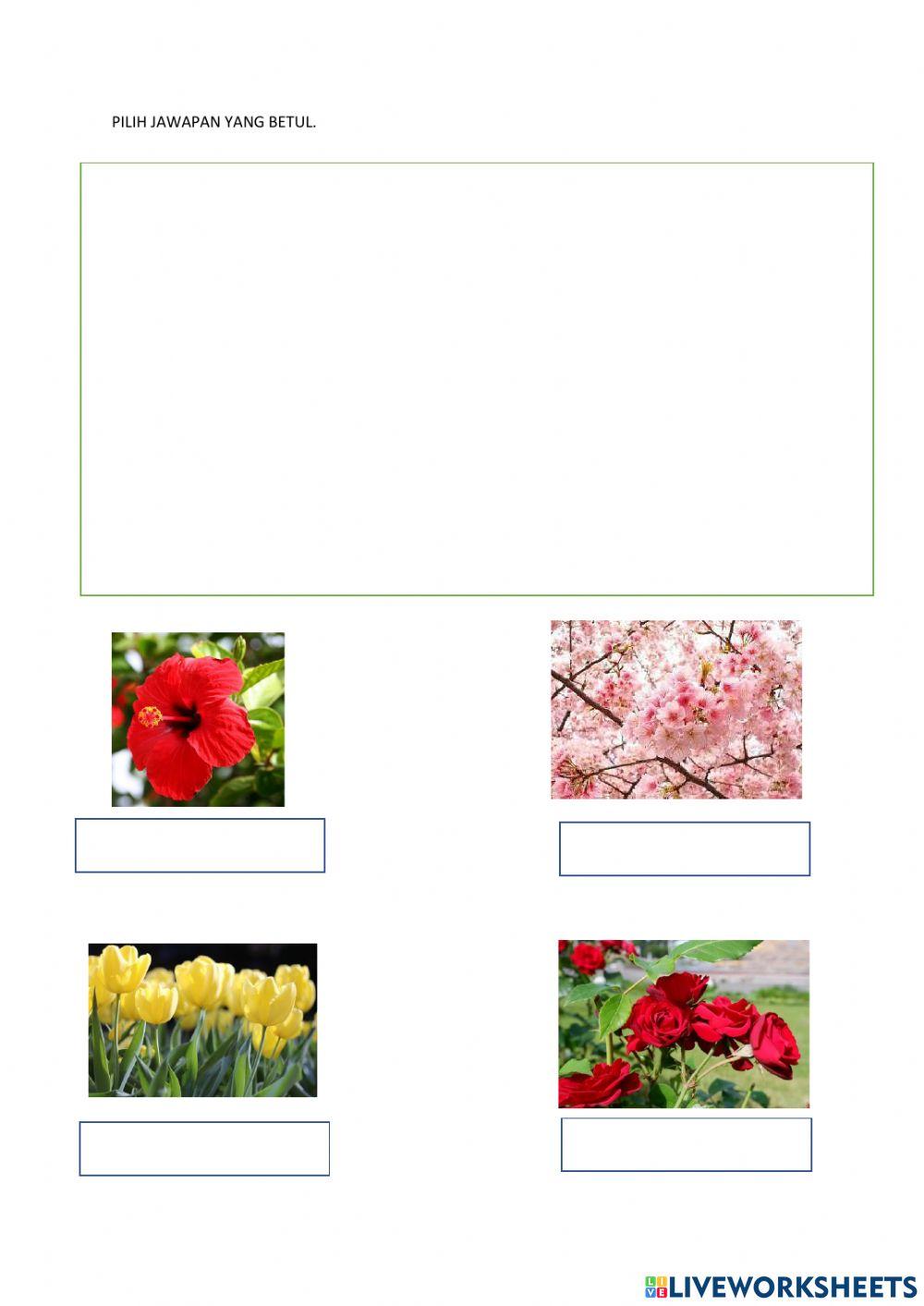 Jenis bunga worksheet | Live Worksheets