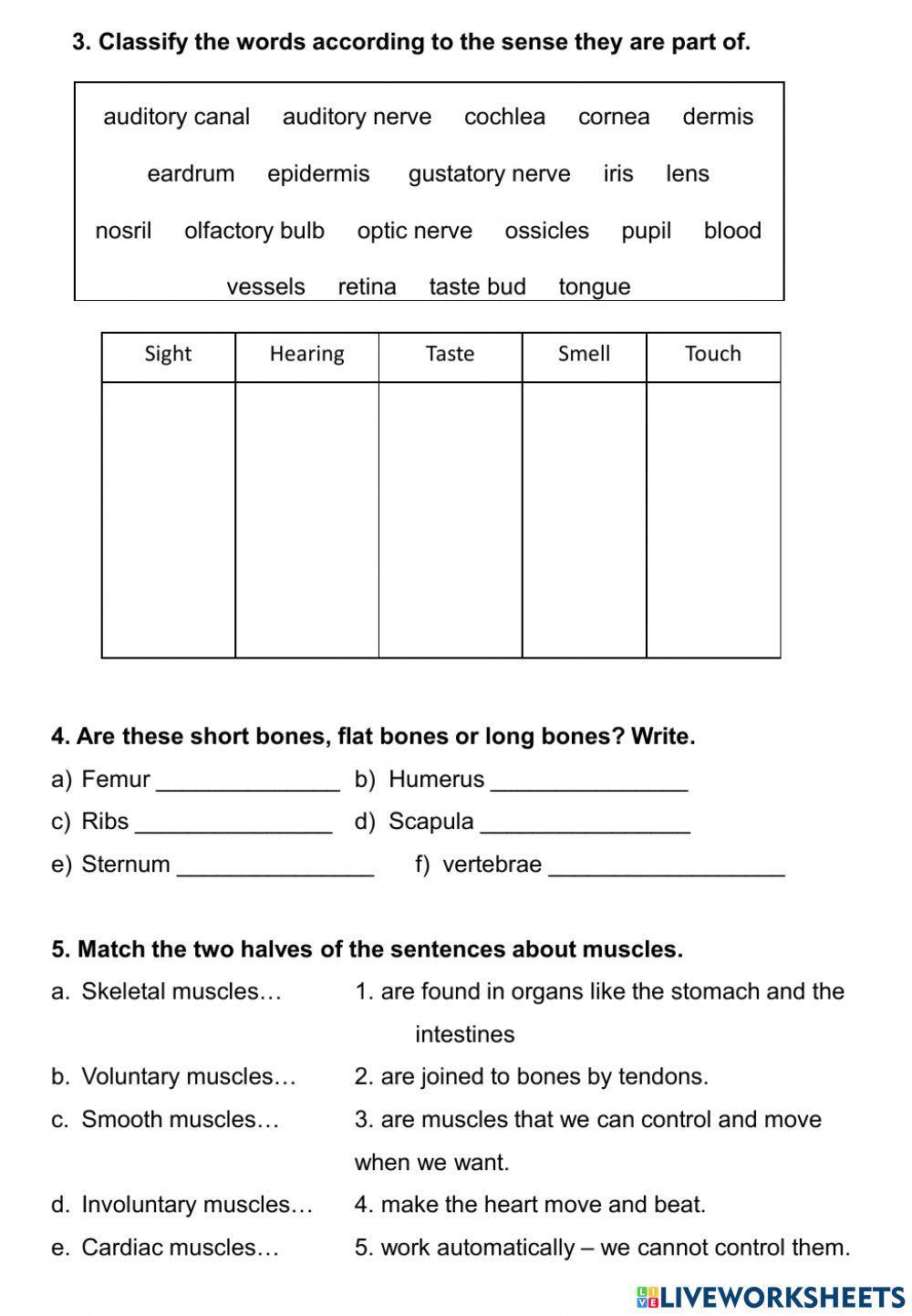 Senses and locomotor system interactive worksheet | Live Worksheets