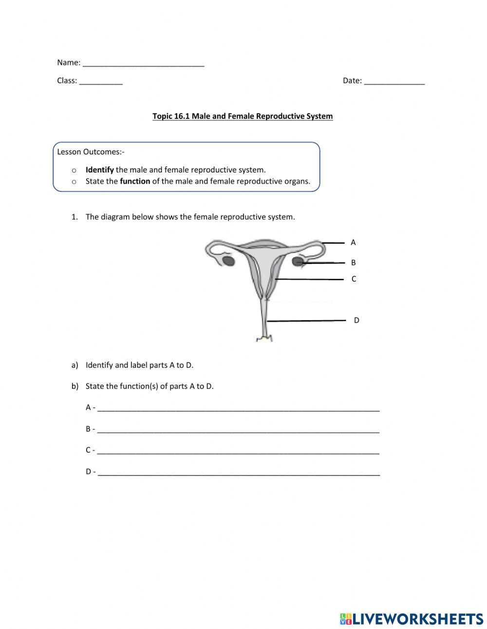 Male and Female… | Free Interactive Worksheets | 4167487