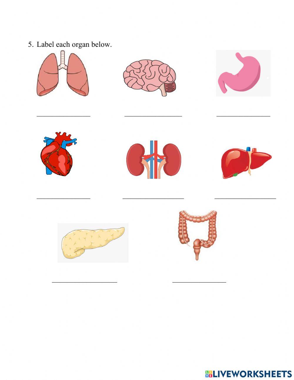 Body cavity and… | Free Interactive Worksheets | 5233726