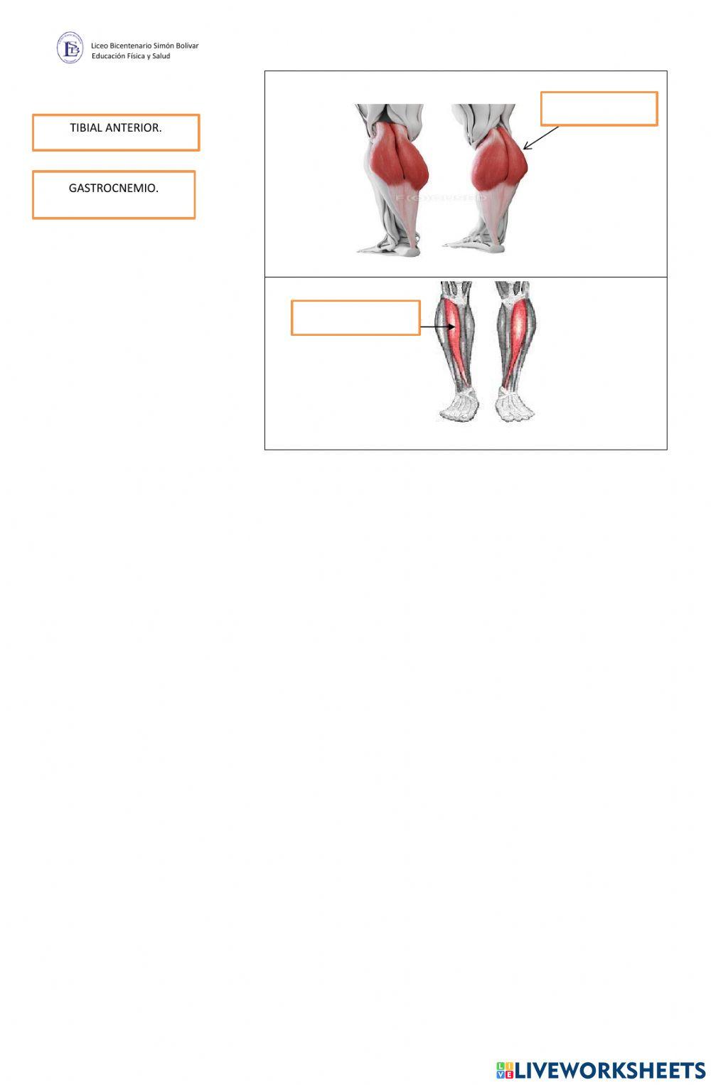 Musculos online exercise for 8 basico | Live Worksheets