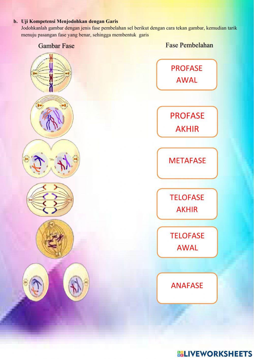 Latihan Liveworksheet exercise for 2 | Live Worksheets
