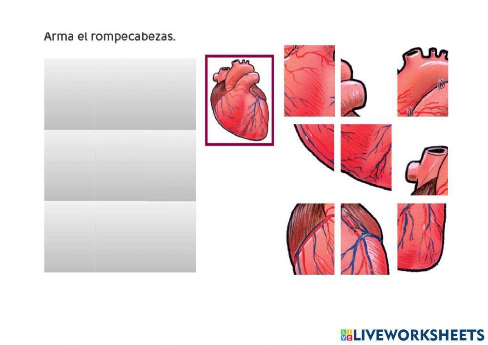 El corazon 1624270 | María José | Live Worksheets