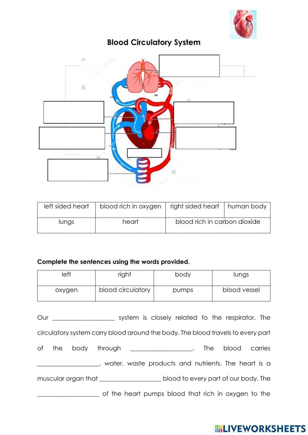 The Circulatory System Interactive Activity Live Worksheets, 58% OFF The Circulatory System Interactive Activity Live Worksheets, 58% OFF