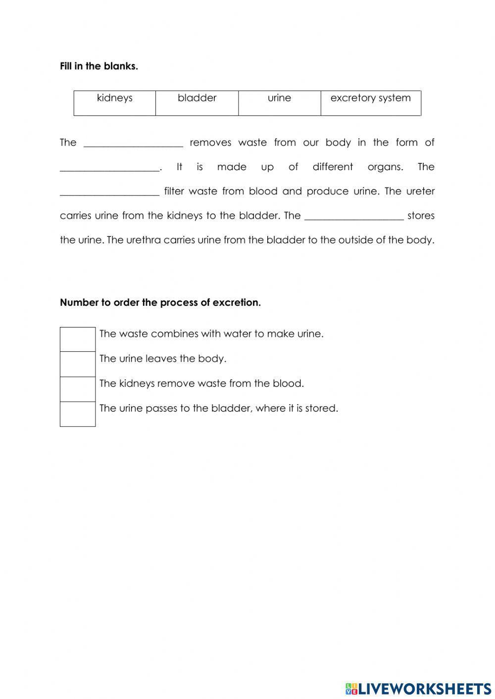 Excretory System | Free Interactive Worksheets | 1726734