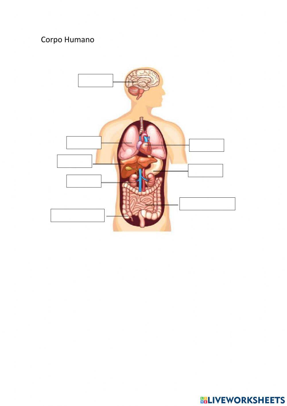 Corpo Humano 2629199 Danimachado Live Worksheets