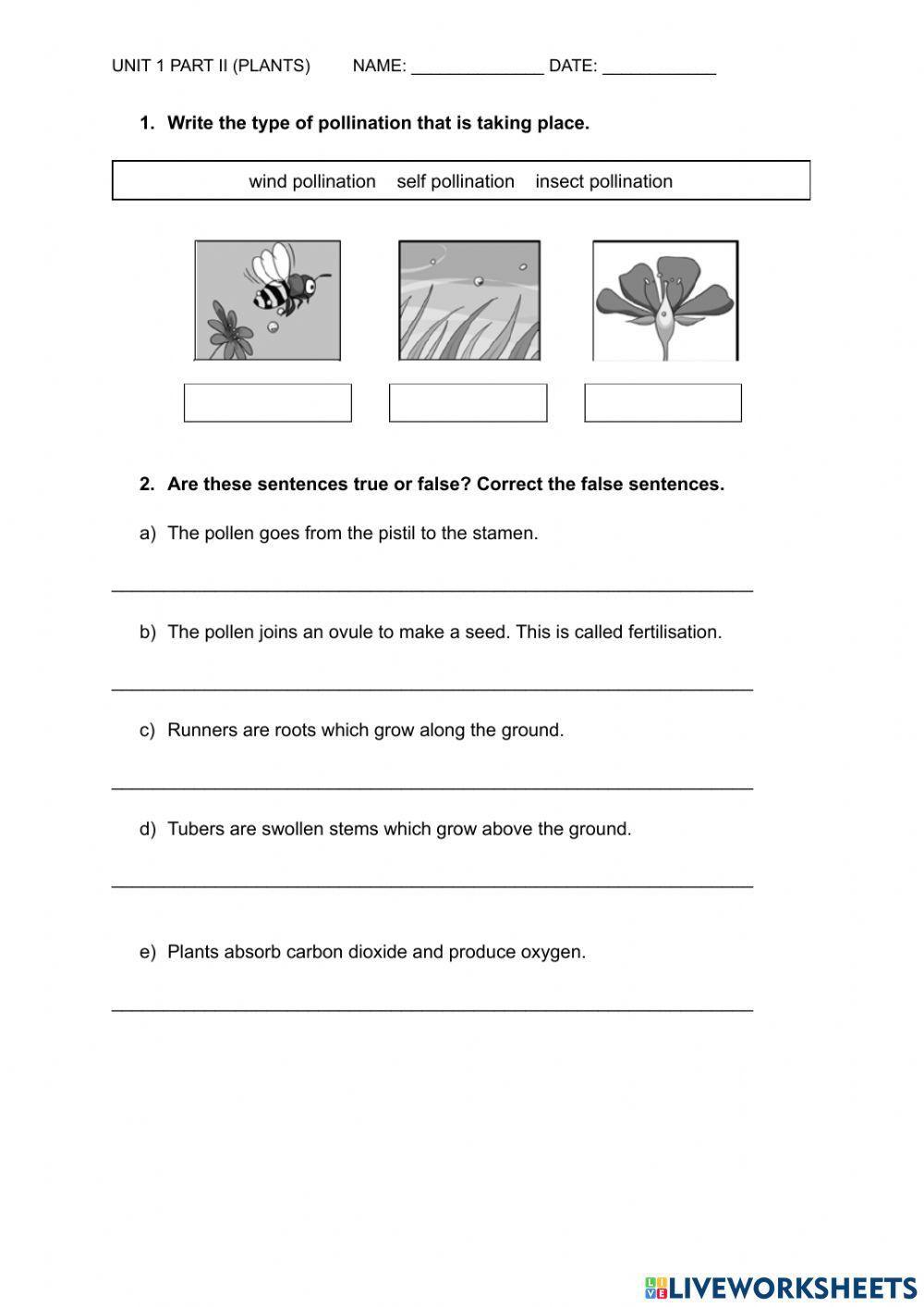 Plants exam worksheet | Live Worksheets