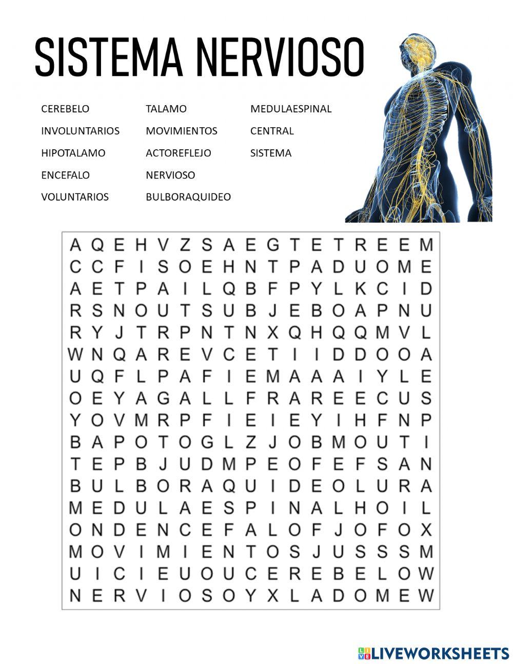 Sistema Nervioso Sopa De Letras Sistema Nervioso Humano Sistema – Bilarasa