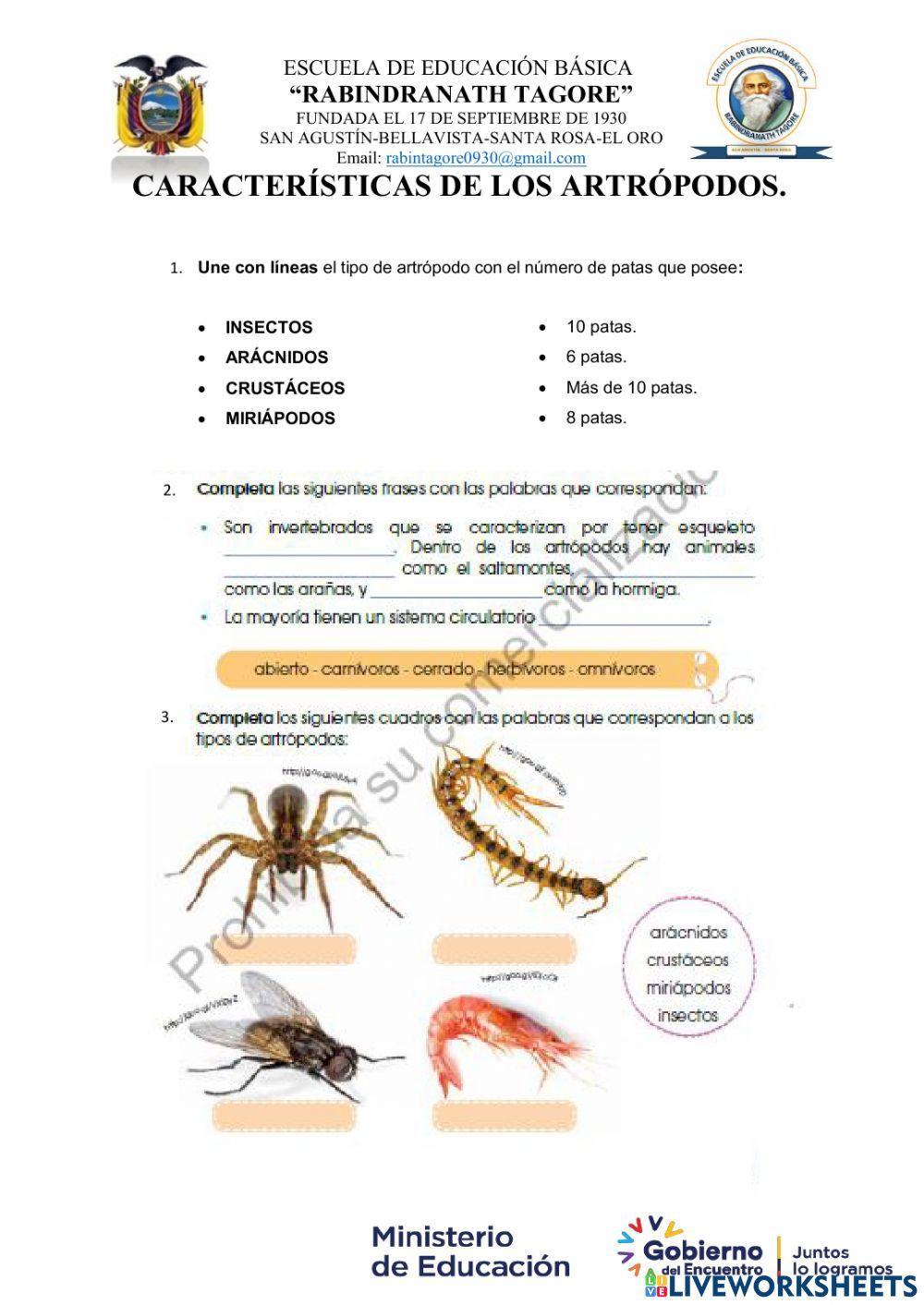 Animales Invertebrados activity for 5to | Live Worksheets
