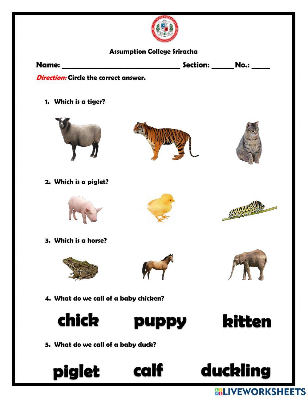 Animals and their babies worksheet for kinder | Live Worksheets