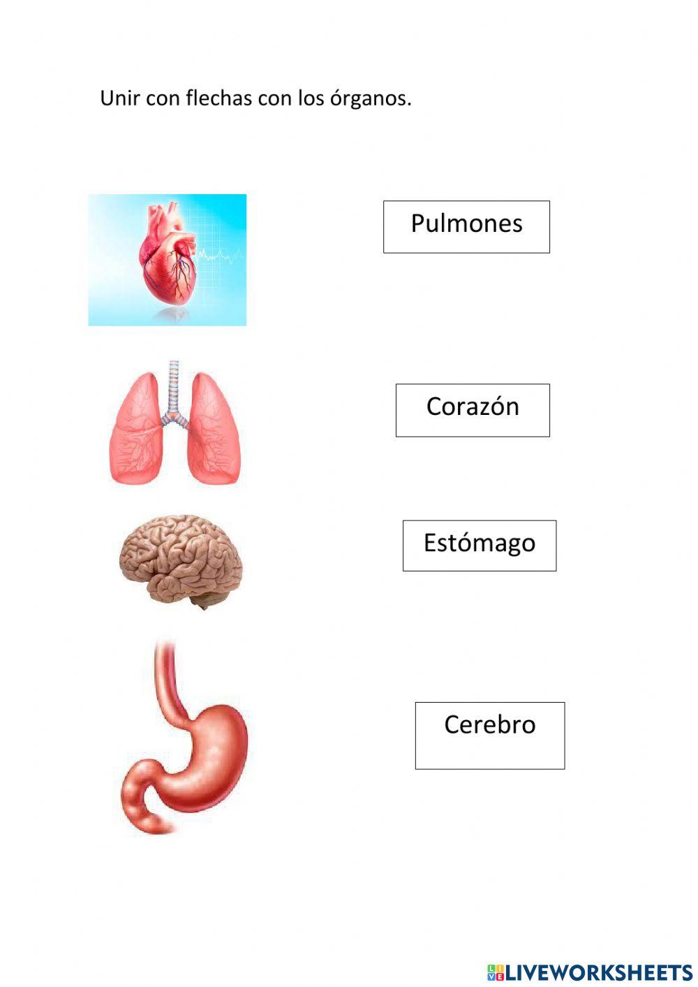 Òrganos del cuerpo humamo worksheet | Live Worksheets