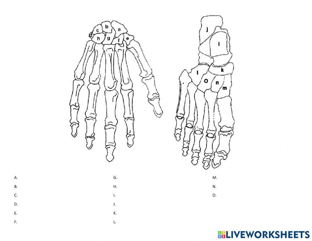Skeletal- Label… | Free Interactive Worksheets | 5264848