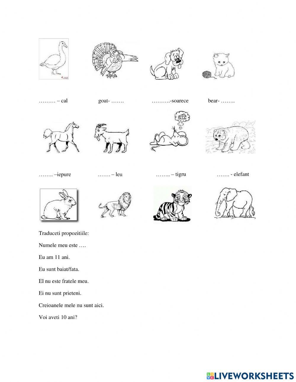 English beginner worksheet | Live Worksheets