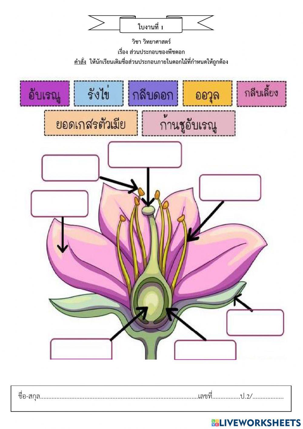 1701610 | ใบงานที่1 ส่วนประกอบของพืชดอก | Asnah2520