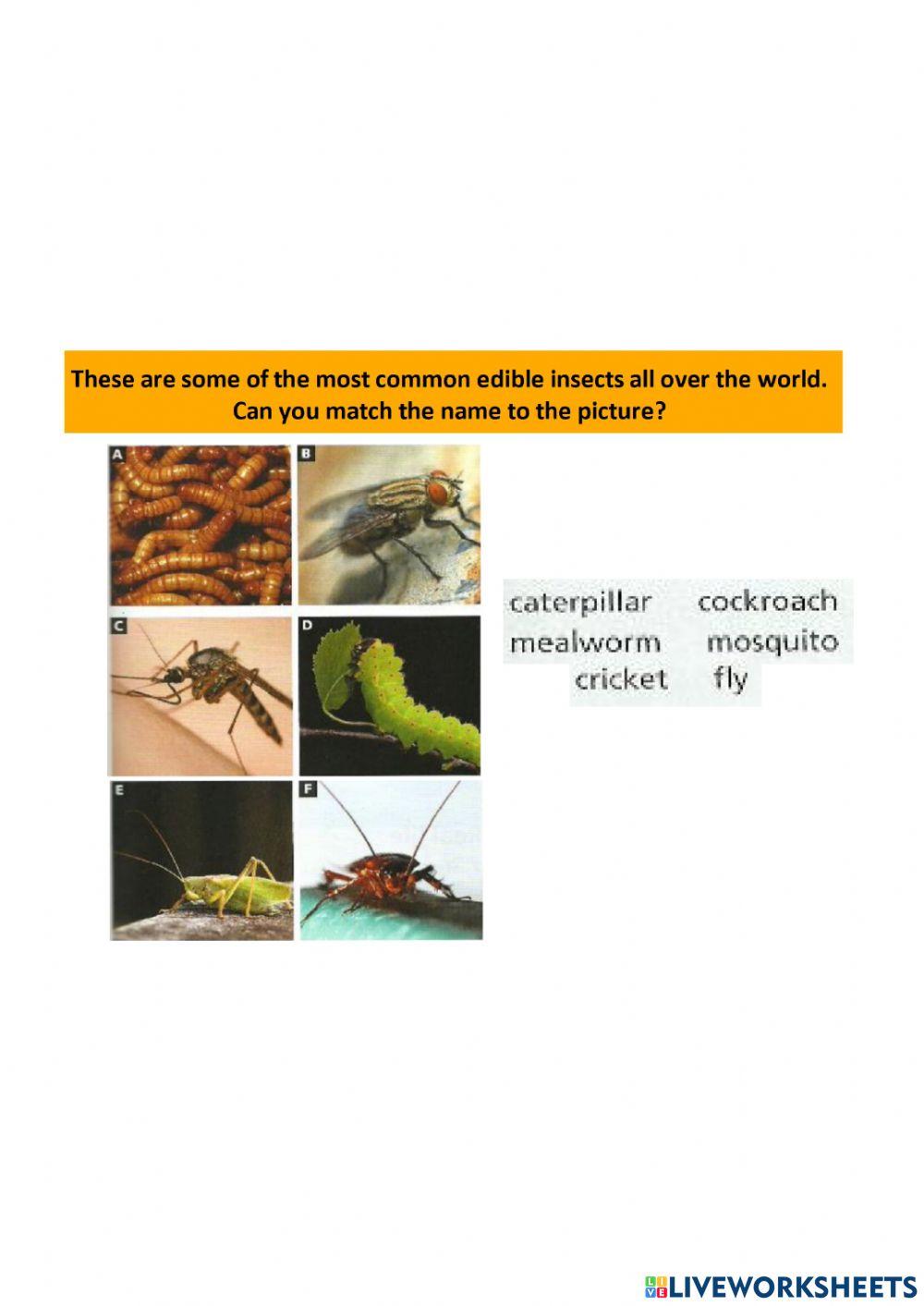 The benefit of insects worksheet | Live Worksheets