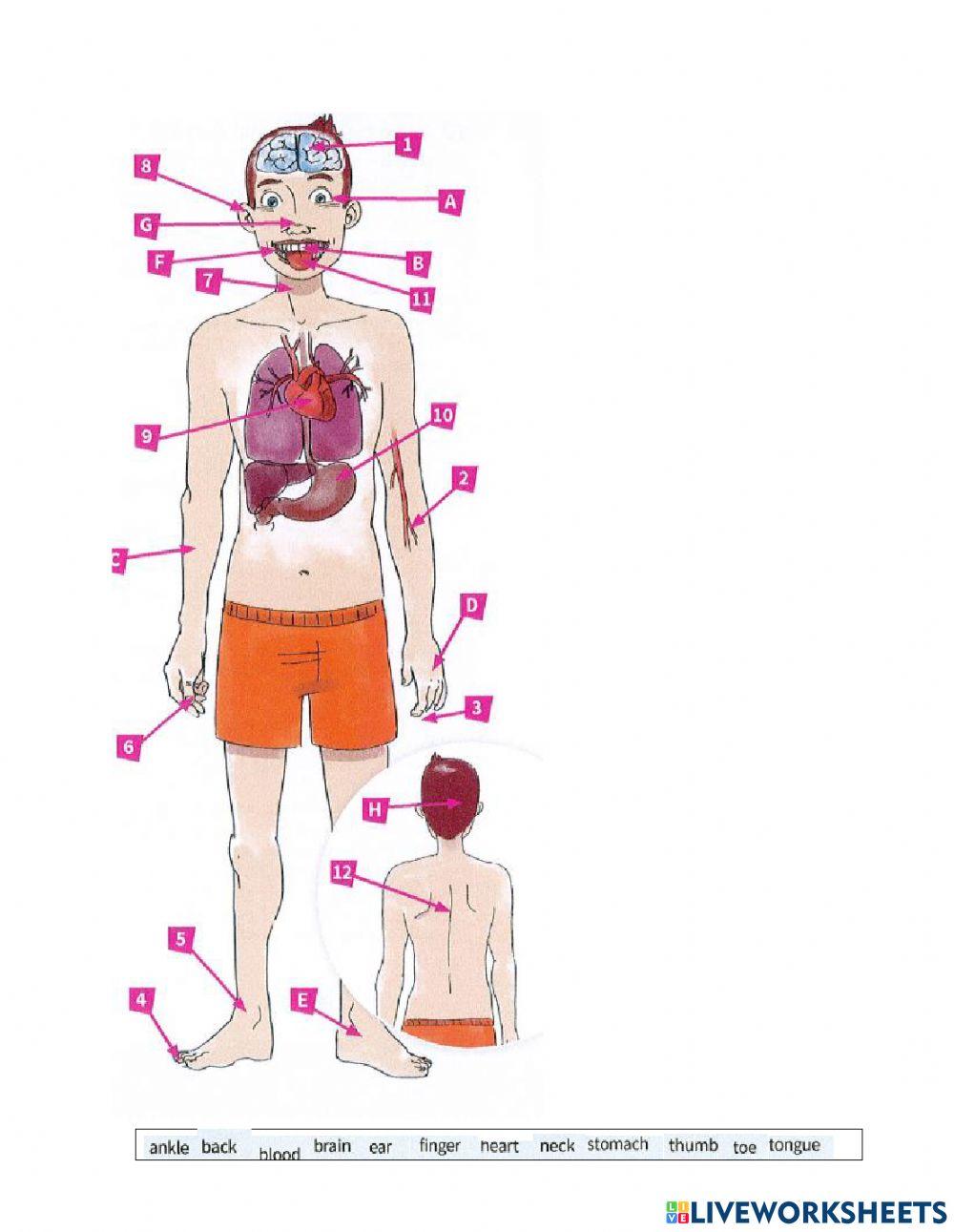 The body parts activity for G8 | Live Worksheets