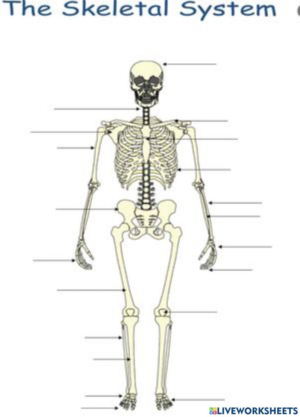 1745847 | Skeleton | kingjamescastro | LiveWorksheets