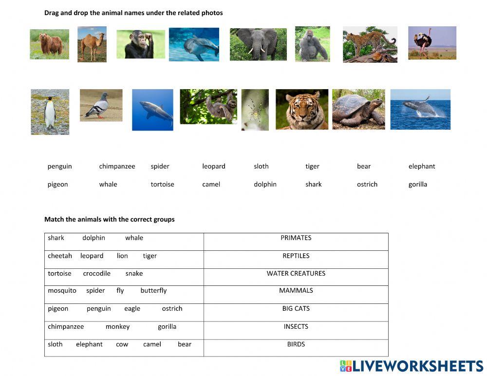 Animals online exercise for Pre-Intermediate | Live Worksheets