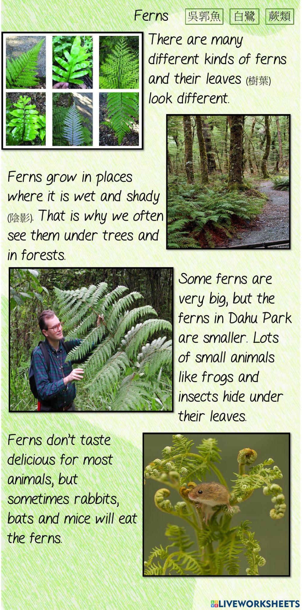 Gr. 5 Dahu EV - Ecology: Info sheet 2 - Ferns worksheet | Live Worksheets