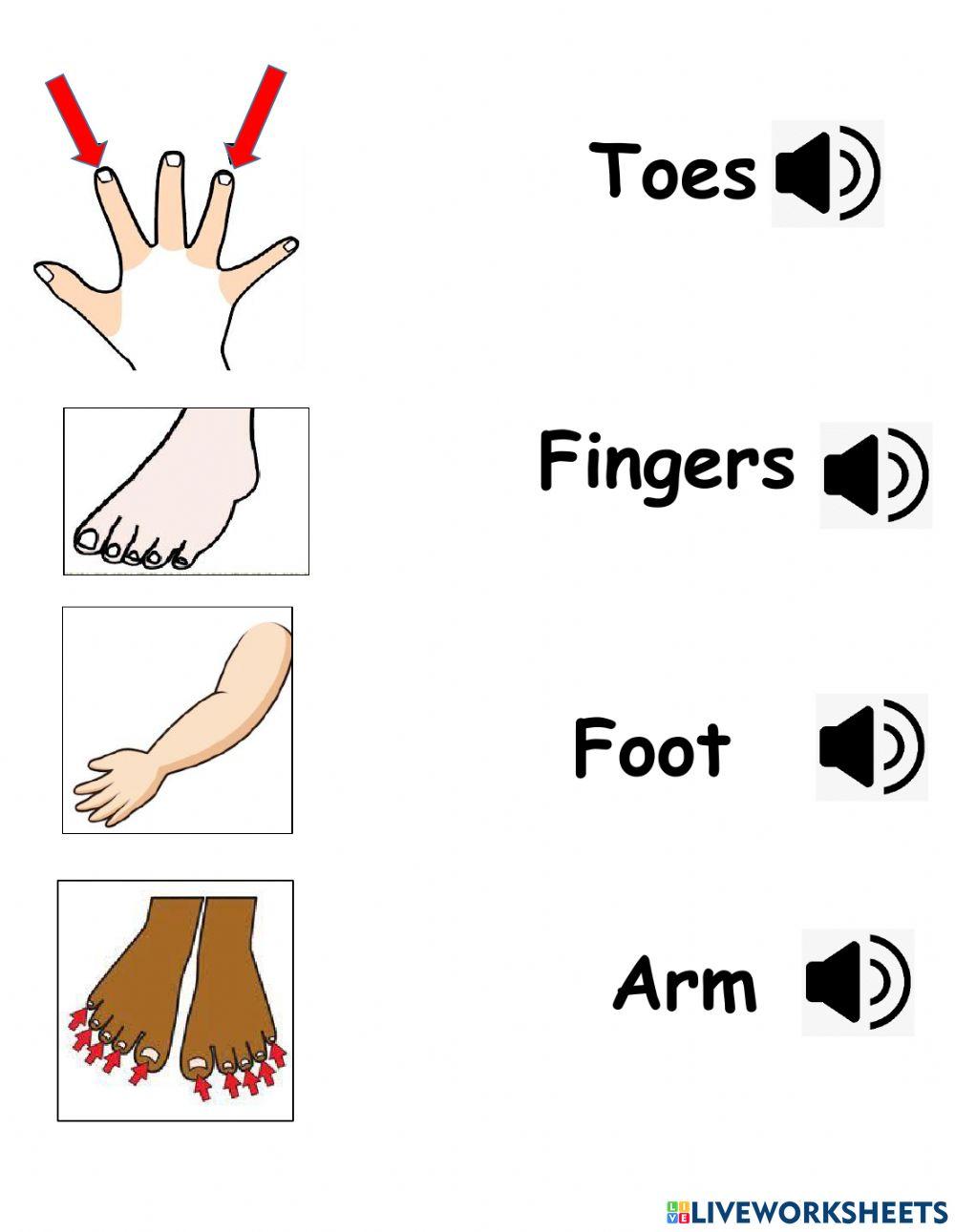 Body parts online exercise for 1st and 2nd | Live Worksheets