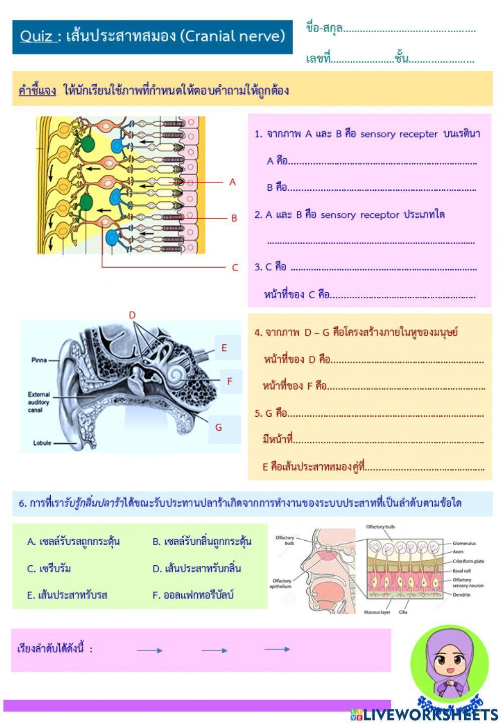 Quiz-อวัยวะรับค… | Free Interactive Worksheets | 1704691