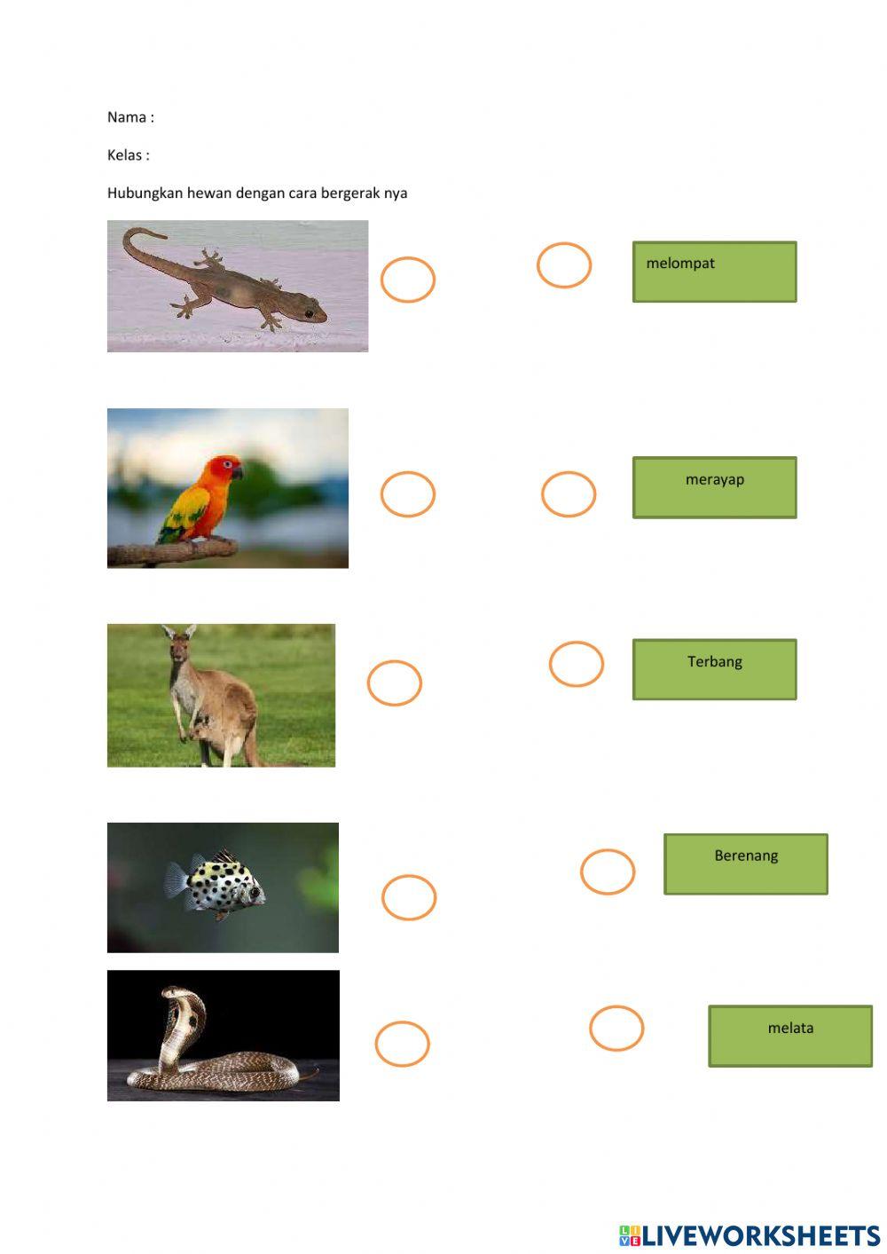 Hewan dan gerak worksheet | Live Worksheets