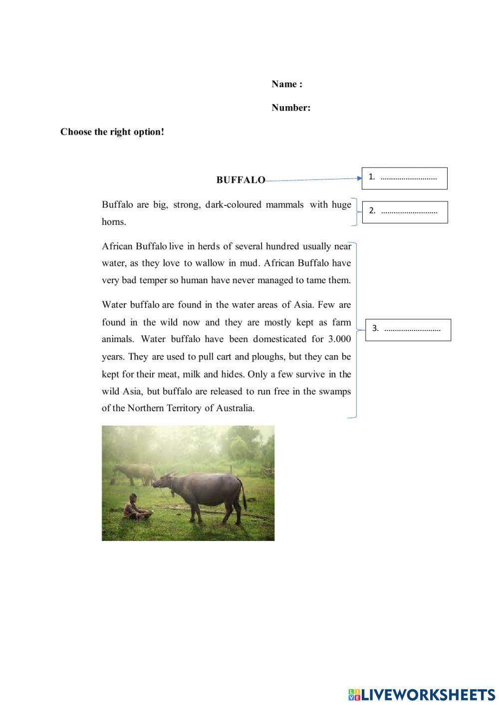 Report Text | Free Interactive Worksheets | 1709642
