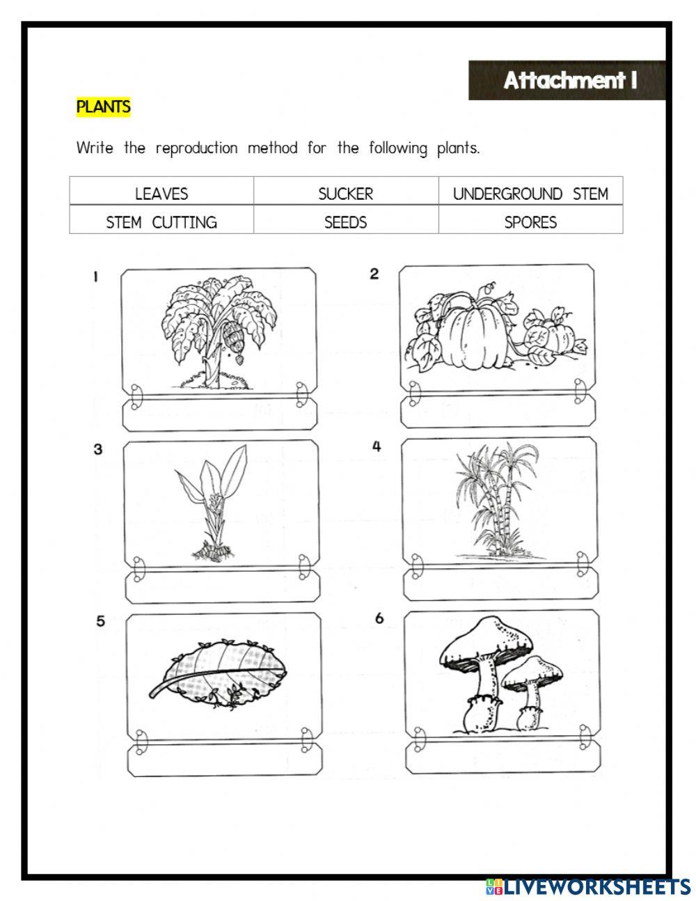 SCIENCE YEAR 3 3502303 | syahrulbariyahanji | Live
