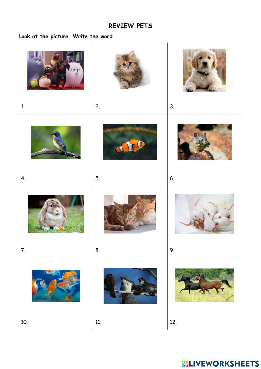 Pets online exercise for 2 | Live Worksheets