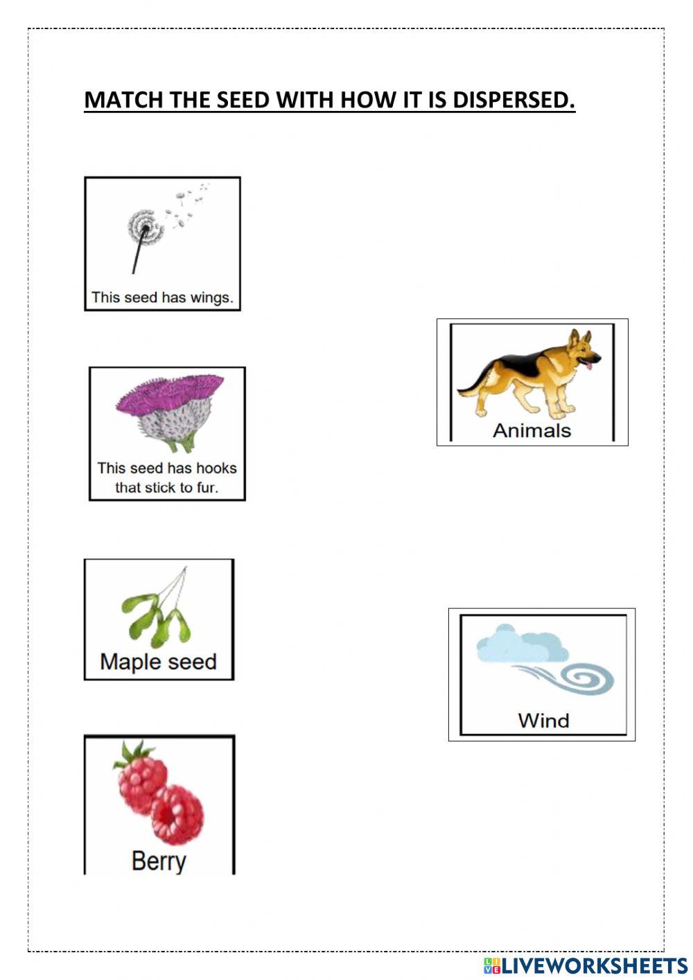 Dispersal of se… | Free Interactive Worksheets | 1714030