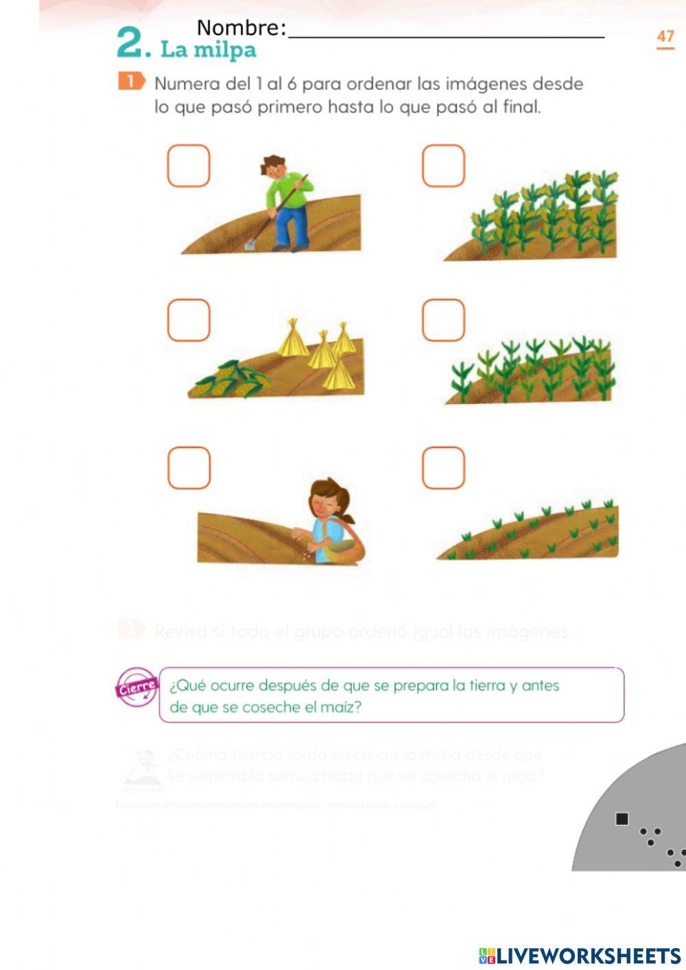 La milpa interactive worksheet | Live Worksheets