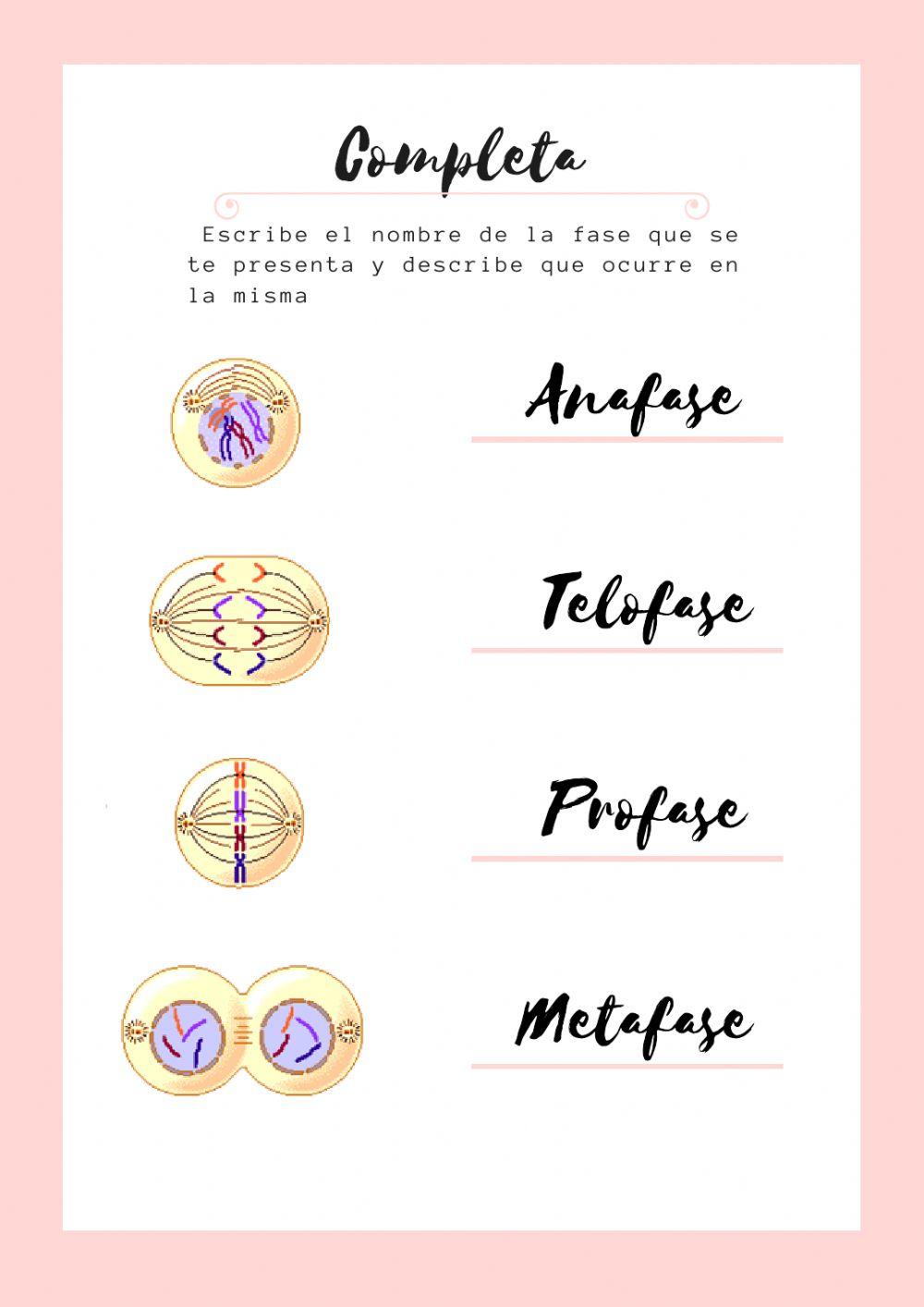 Mitosis | Free Interactive Worksheets | 681658