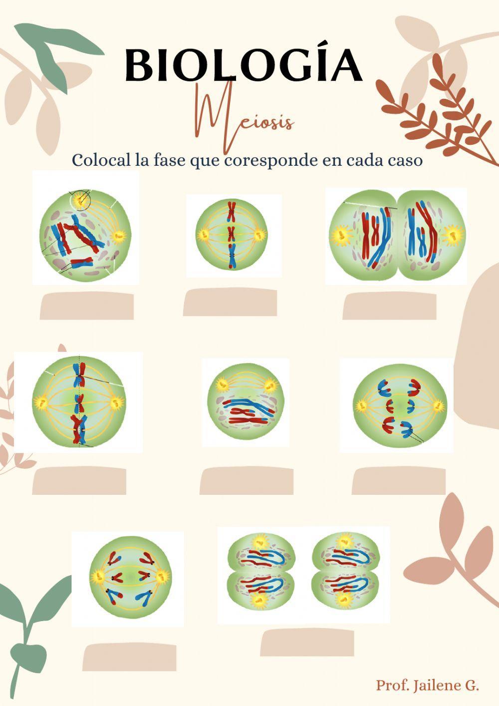 Hoja De Trabajo Sobre Las Etapas De La Meiosis