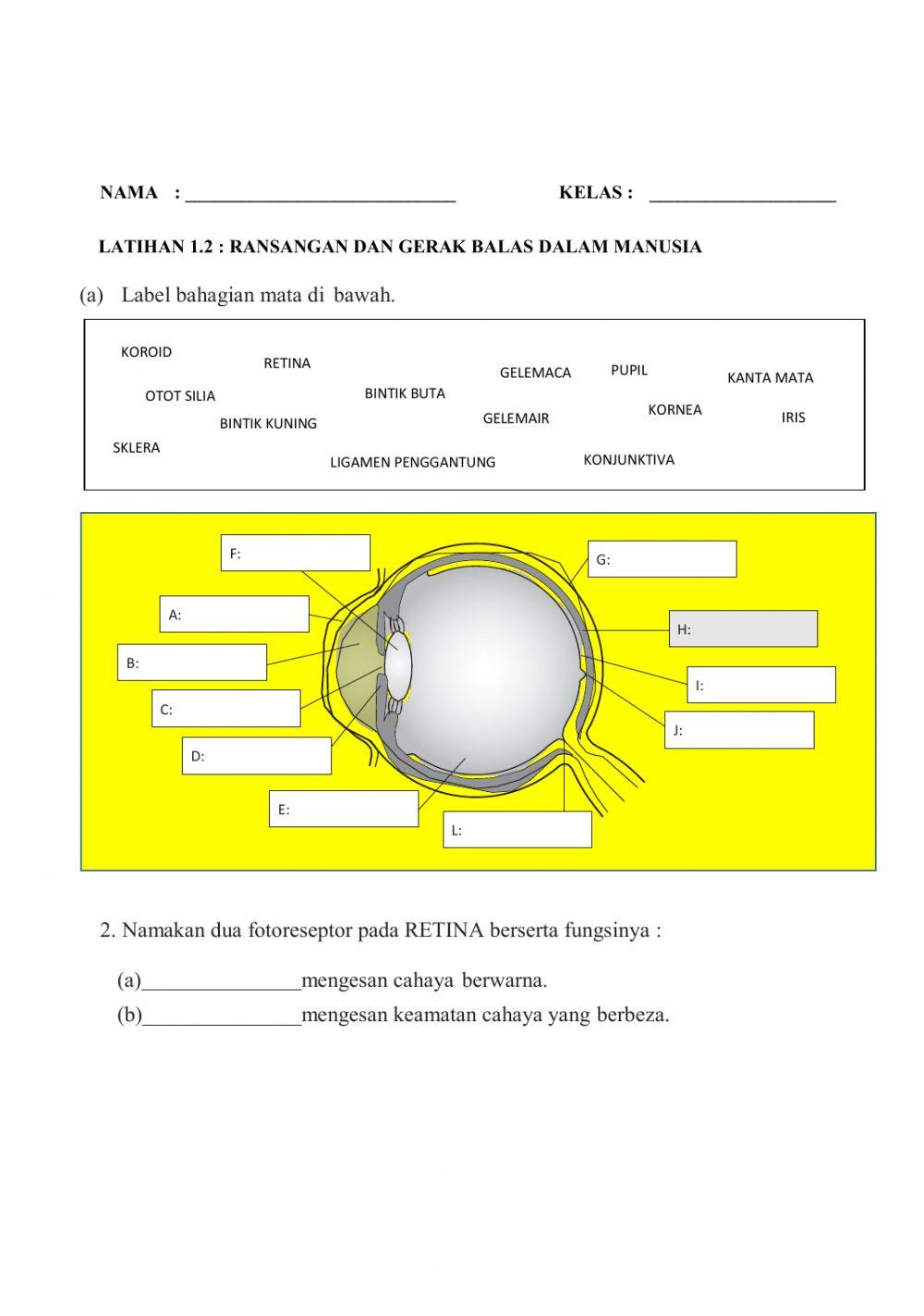 LATIHAN 1 : STRUKTUR MATA DAN TELINGA ( SAINS TING. 3 )